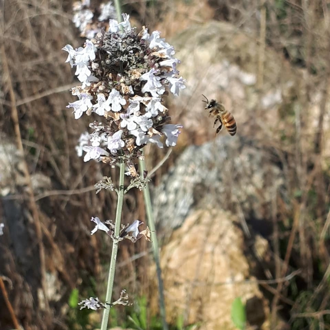War and Bees: The honey and the sting - Iron Words Israel